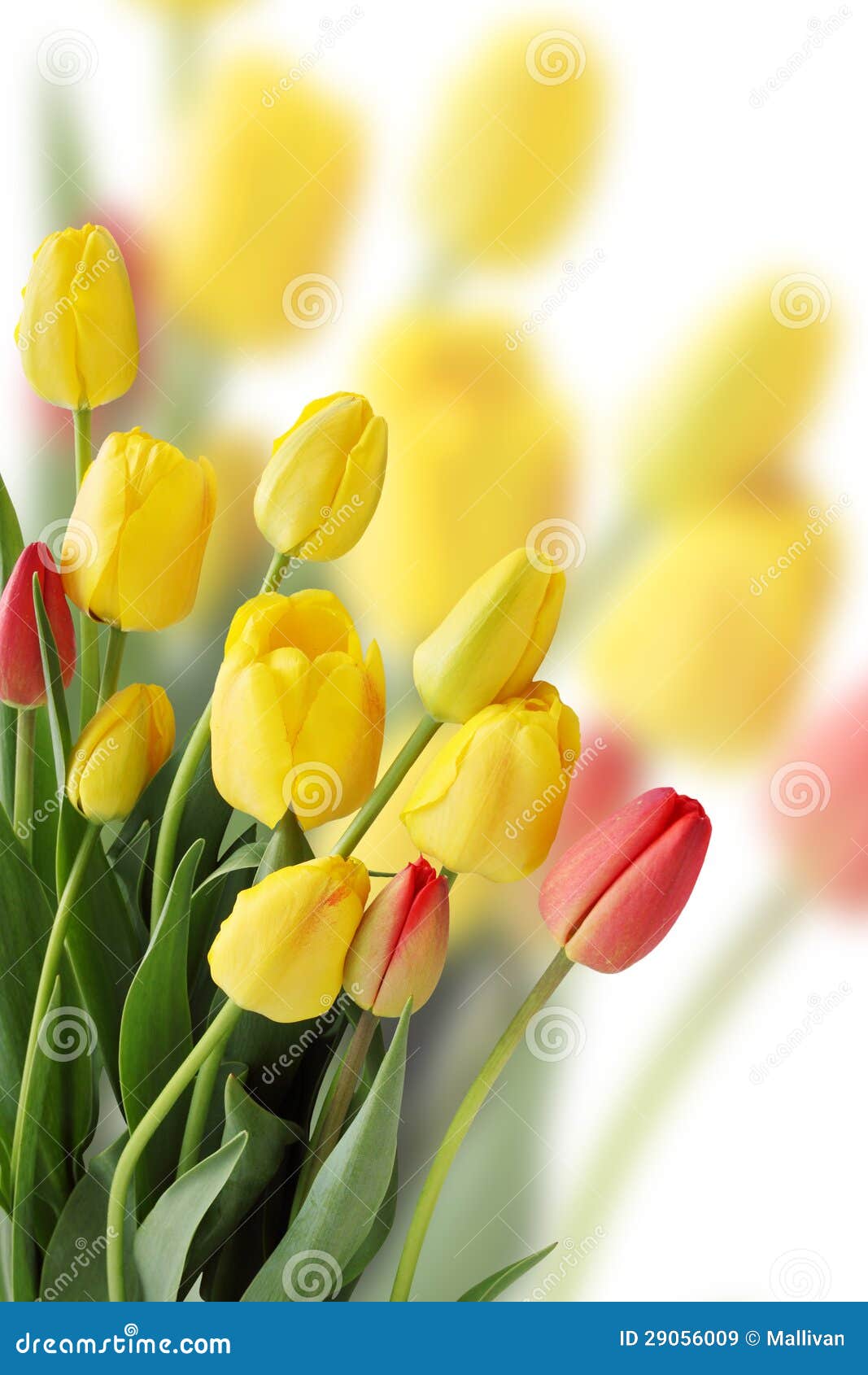 Bouquet of Tulips, Copy Space Stock Image - Image of netherlands ...