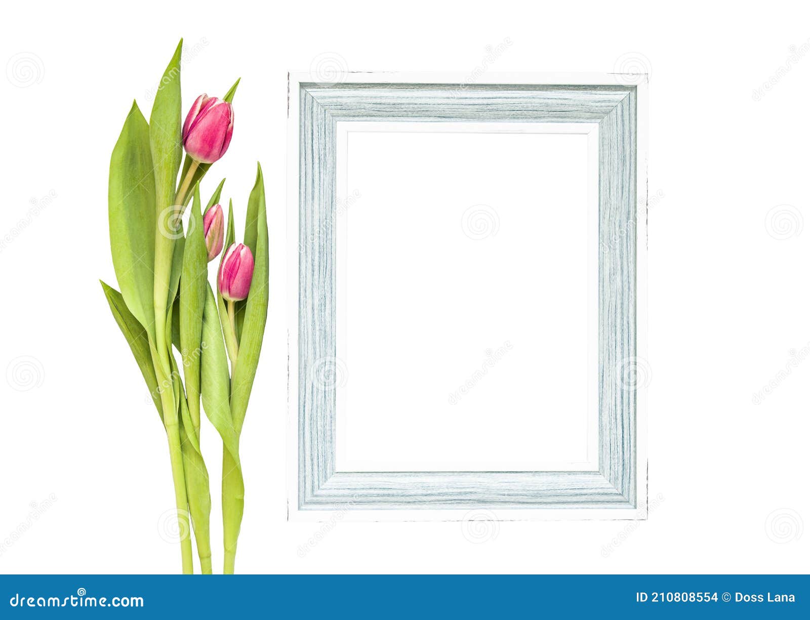 Bouquet of Tulips with Frames on White Background. Stock Photo - Image ...