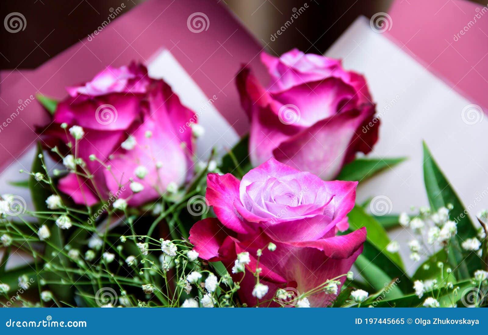 Bouquet with Two-color Roses in a Purple Package Stock Image - Image of ...