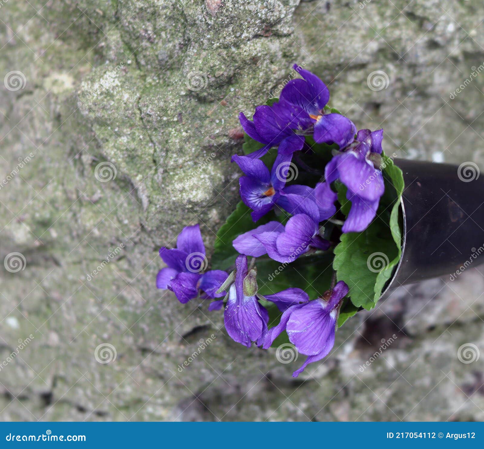 A bouquet of violets stock photo. Image of vintage, bouquet - 217054112