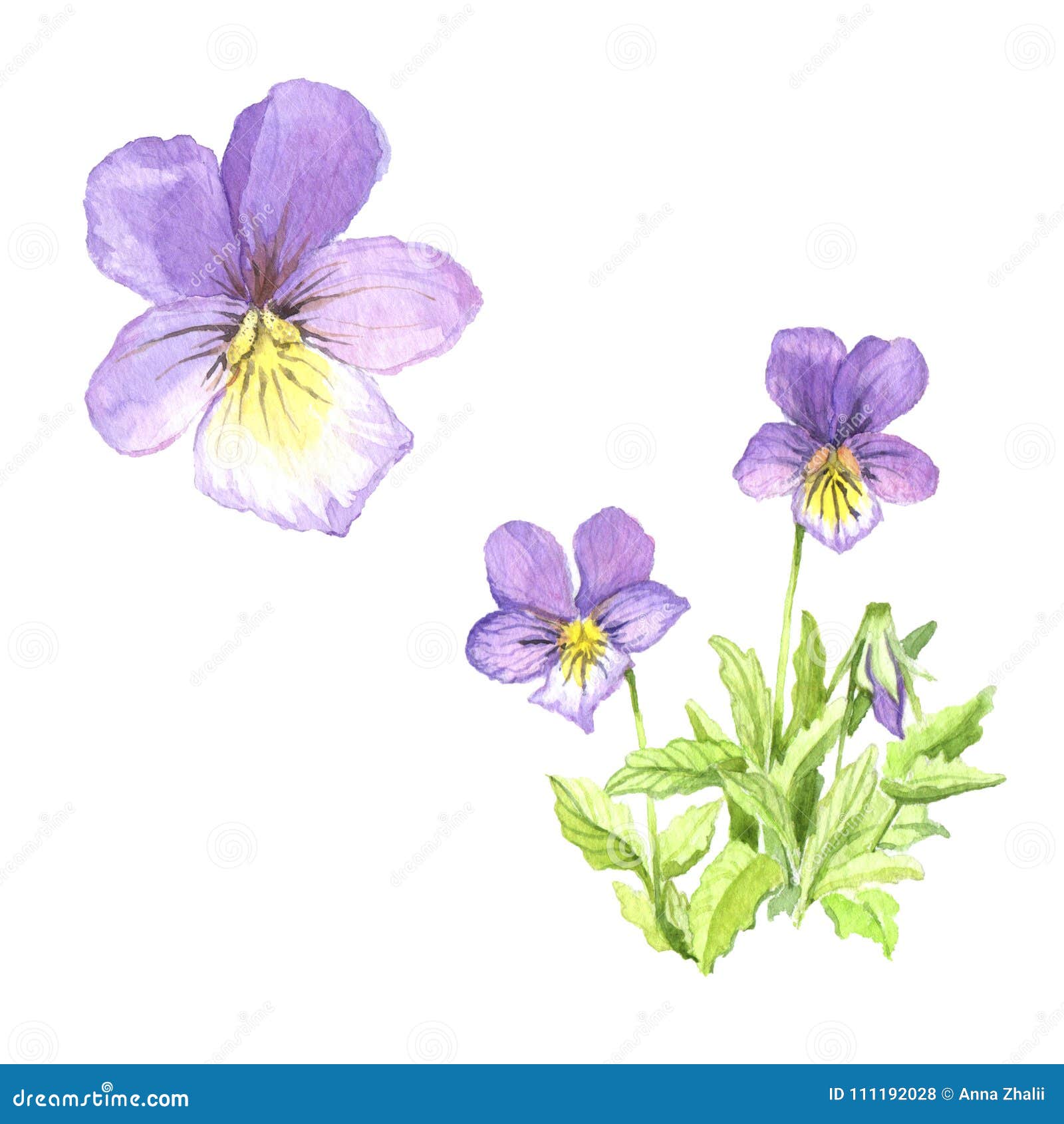 A bouquet of violets. stock vector. Illustration of violets - 111192028