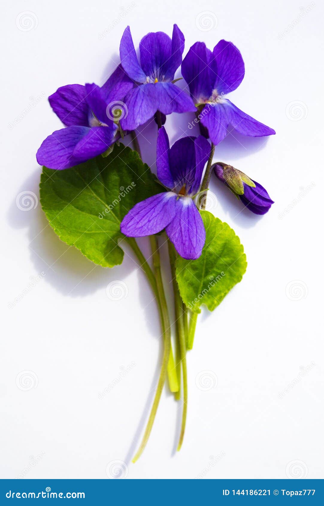 Bouquet Of Violets Royalty-Free Stock Photography | CartoonDealer.com ...