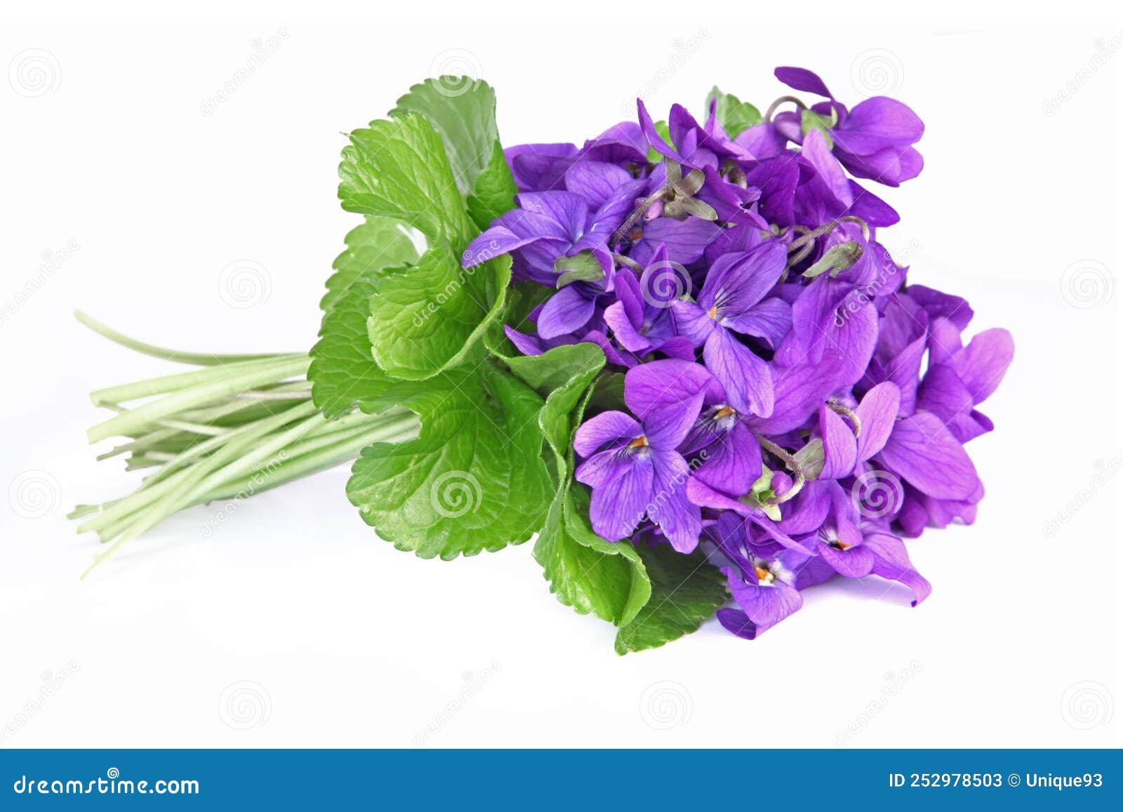 Bouquet of Violets in Spring Stock Image - Image of purple, spring ...