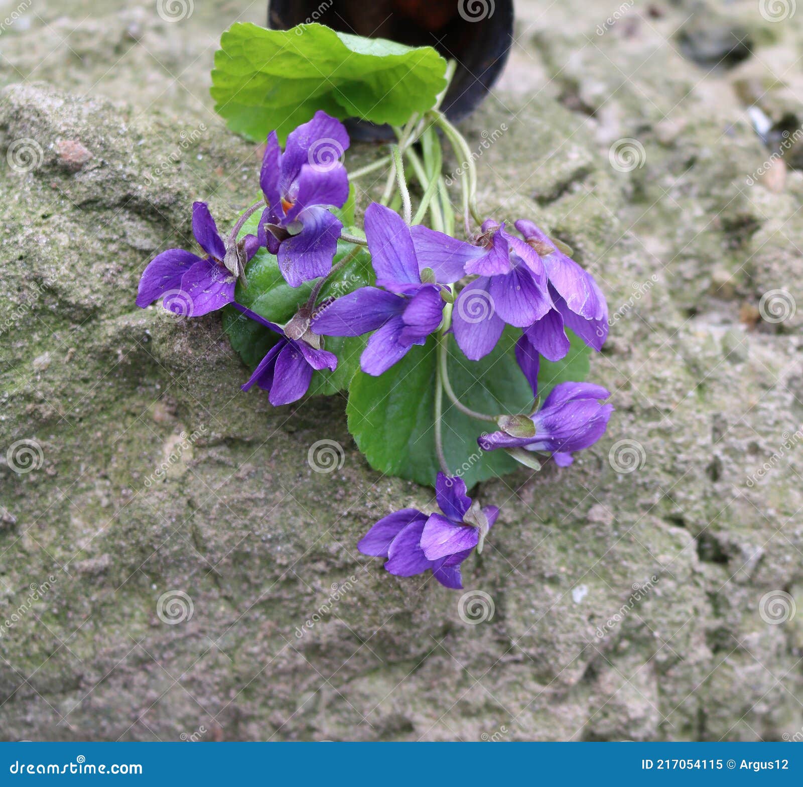 A bouquet of violets stock image. Image of garden, primrose - 217054115