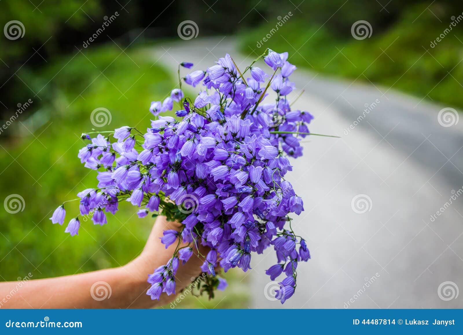 Bouquet of Violets Wildflowers Stock Photo - Image of bunch, campanula ...