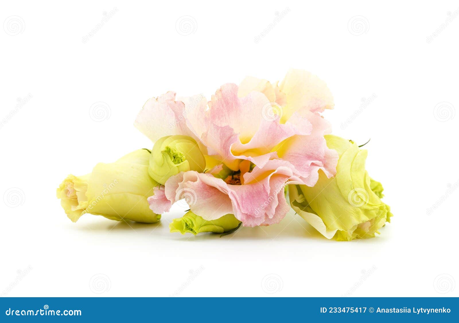 Bouquet of White and Blue Eustoma Stock Image - Image of festive, fresh ...