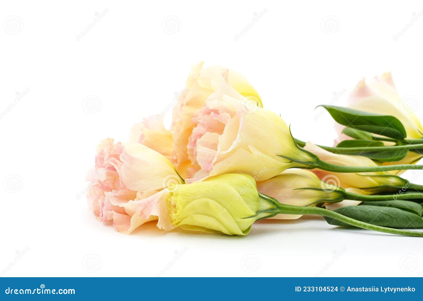 Bouquet of White and Blue Eustoma Stock Photo - Image of green, florist ...