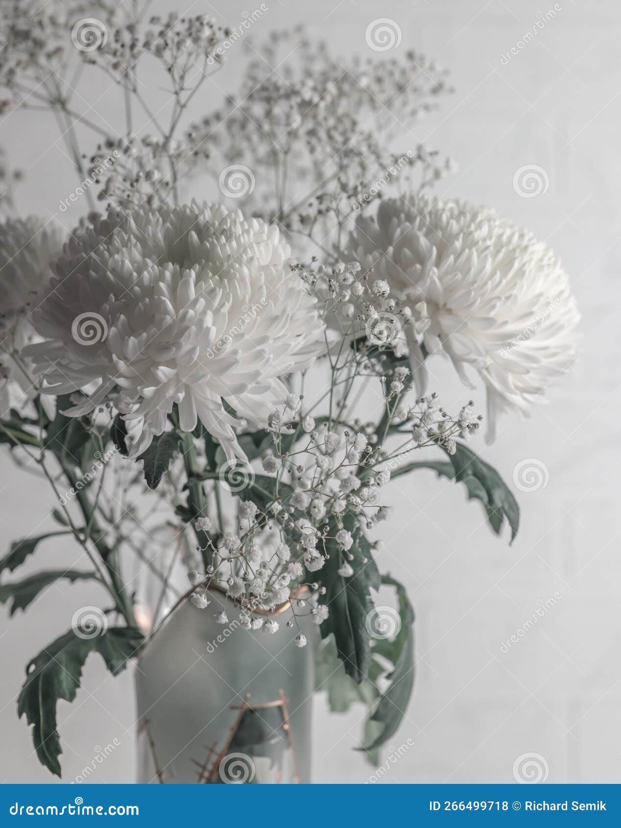 Bouquet of White Chrysanthemums and Gypsophila Paniculata Stock Photo ...