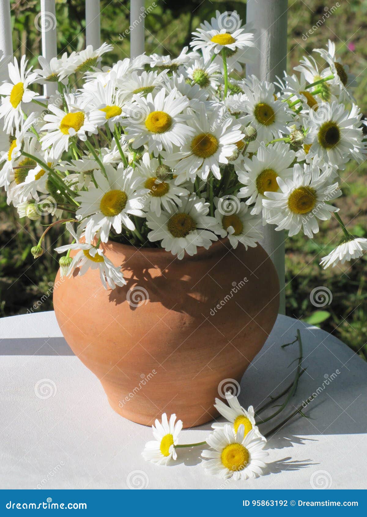 Bouquet of white daisies stock photo. Image of flowers - 95863192