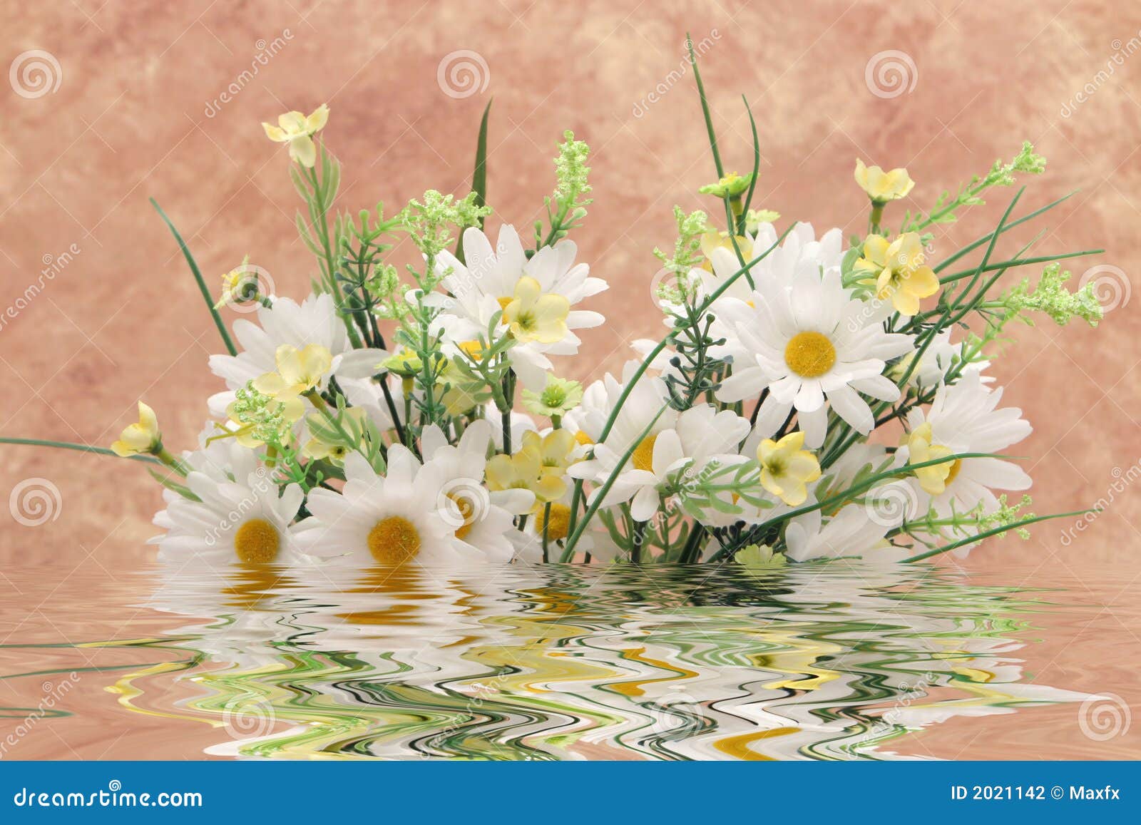 Bouquet of White Daisies in Water Stock Photo - Image of botanical ...
