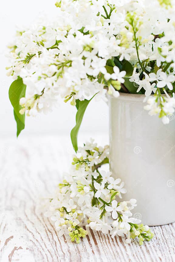 Bouquet of a white lilac stock image. Image of lilac - 31416623