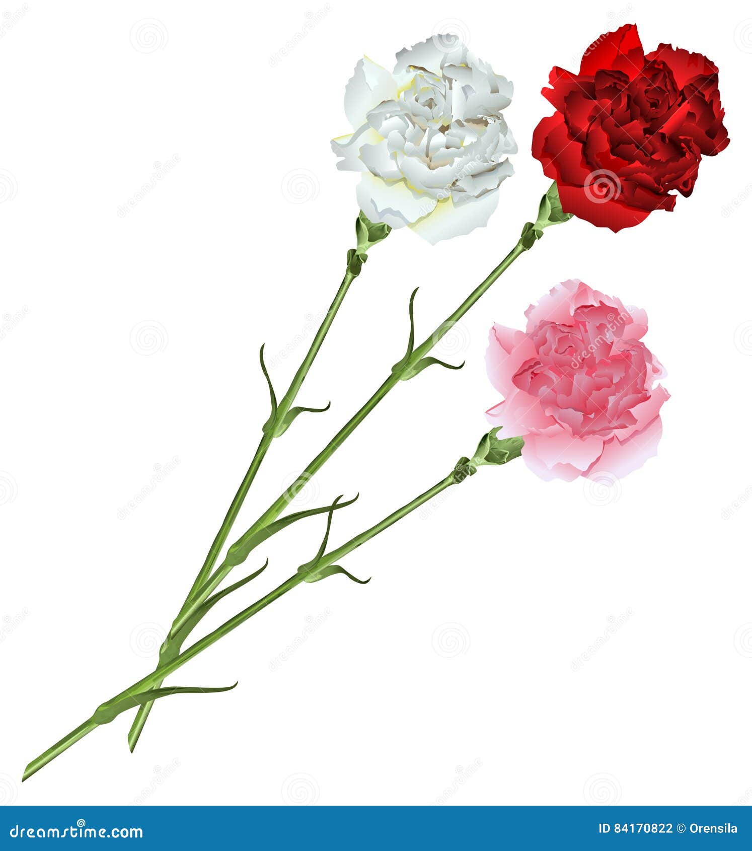 Bouquet of White, Pink and Red Carnations Stock Vector - Illustration ...