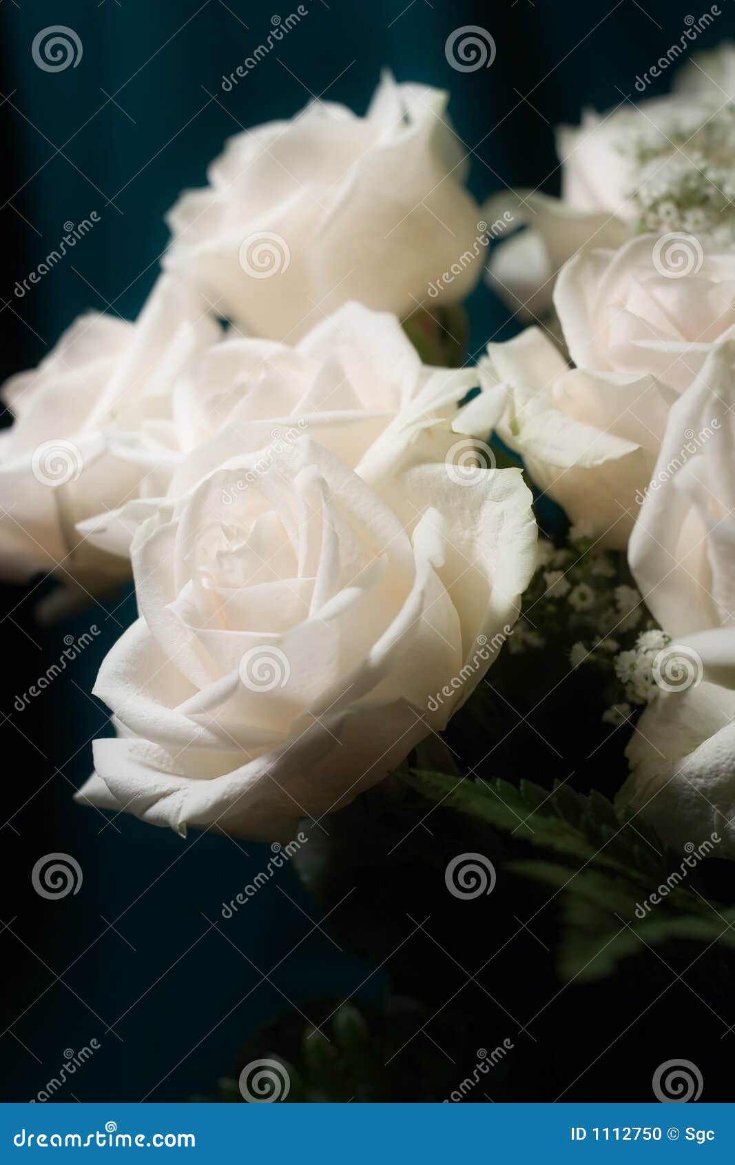 Bouquet of white roses stock photo. Image of nature, background - 1112750