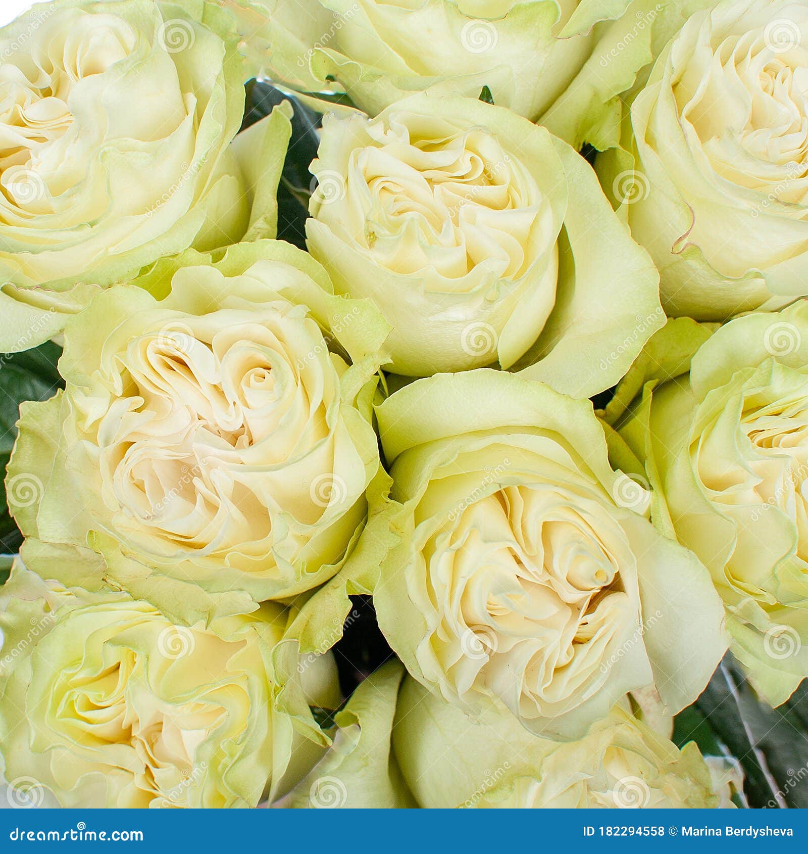 Bouquet of white roses. stock photo. Image of flower - 182294558