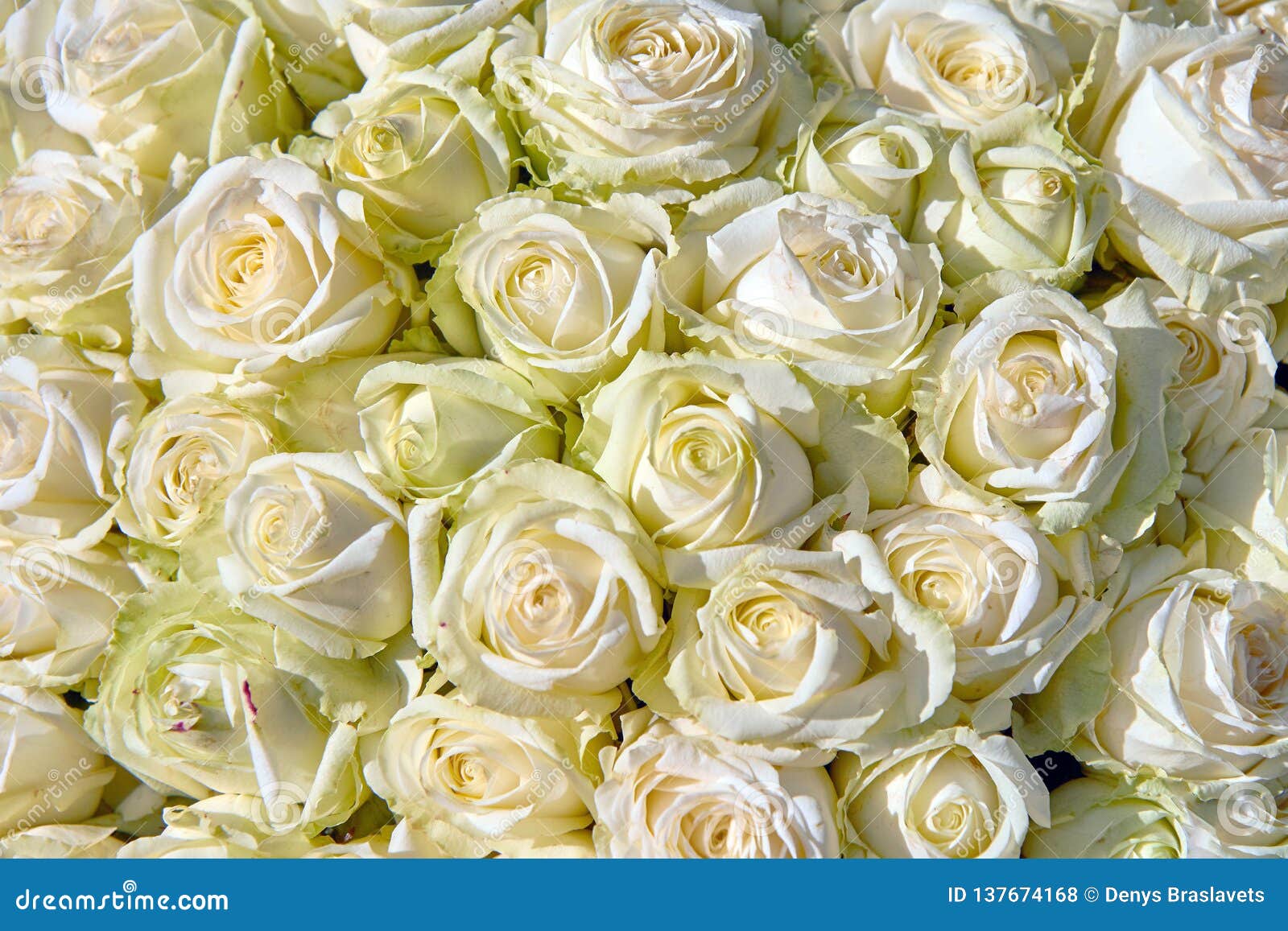 Bouquet of White Roses Closeup Background. Flora Stock Photo - Image of ...