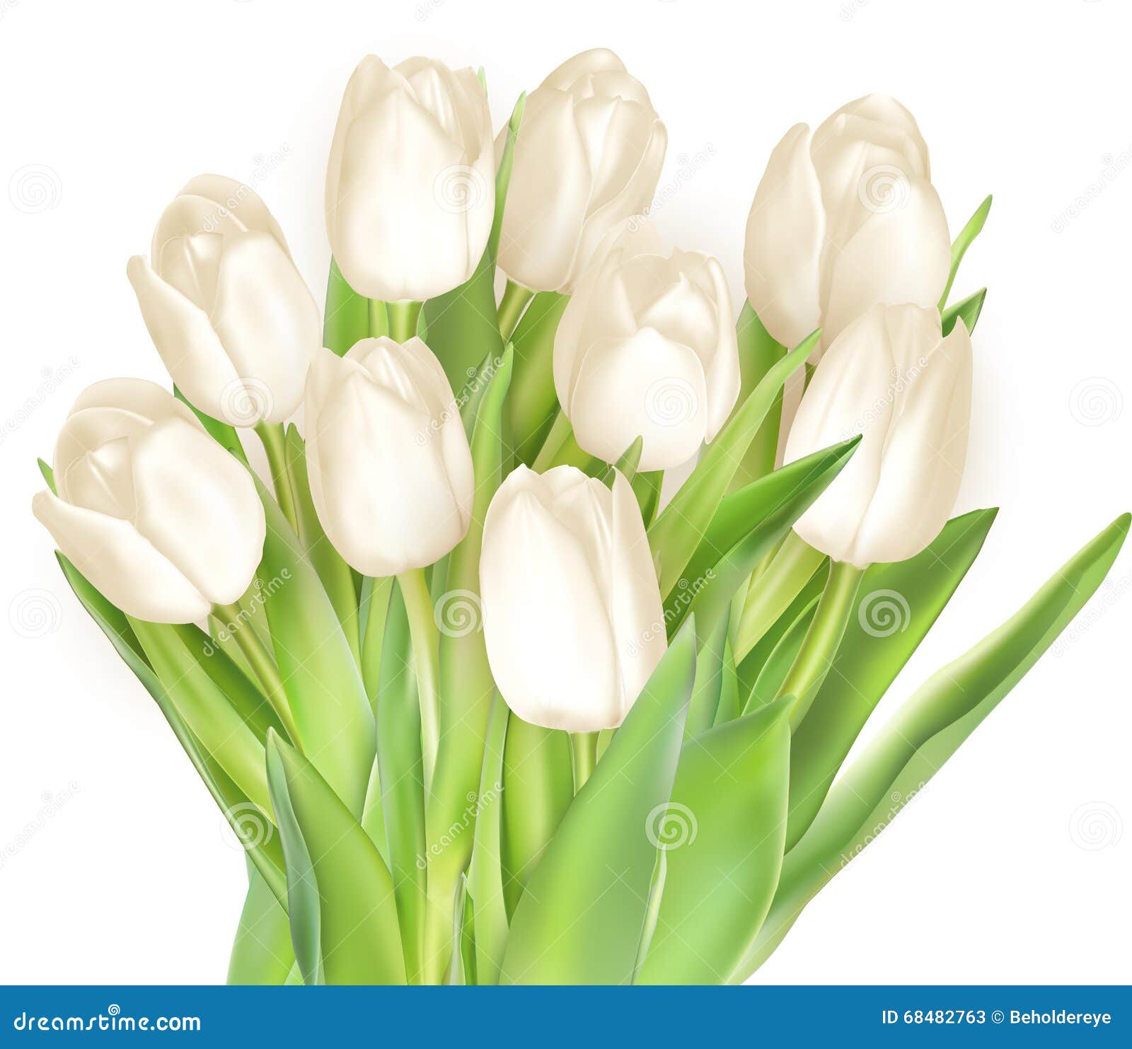 Bouquet of White Tulips. EPS 10 Stock Vector - Illustration of march ...