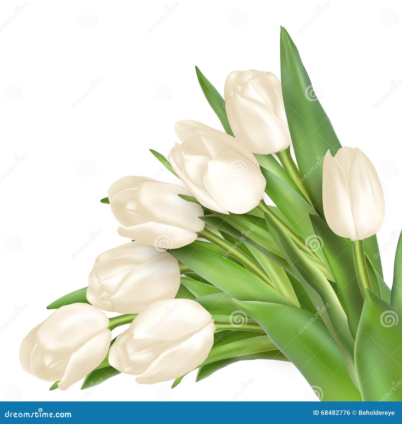 Bouquet of White Tulips. EPS 10 Stock Vector - Illustration of birthday ...