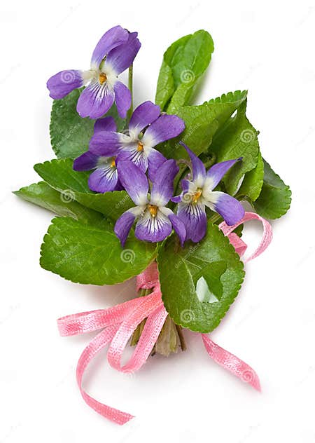 Bouquet of wild violets stock image. Image of beauty - 24365411