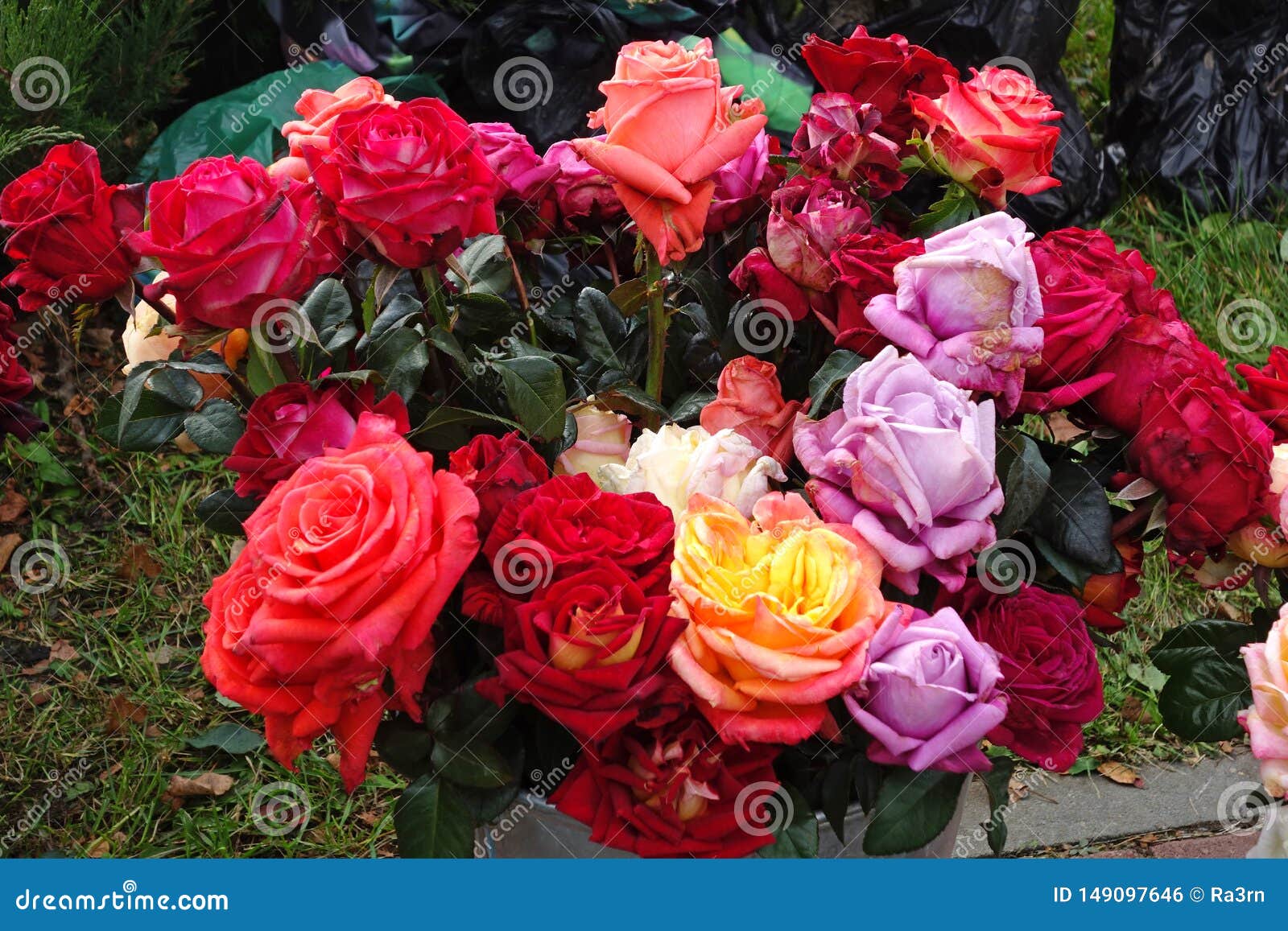 Bouquet of withering roses stock photo. Image of cultivated - 149097646