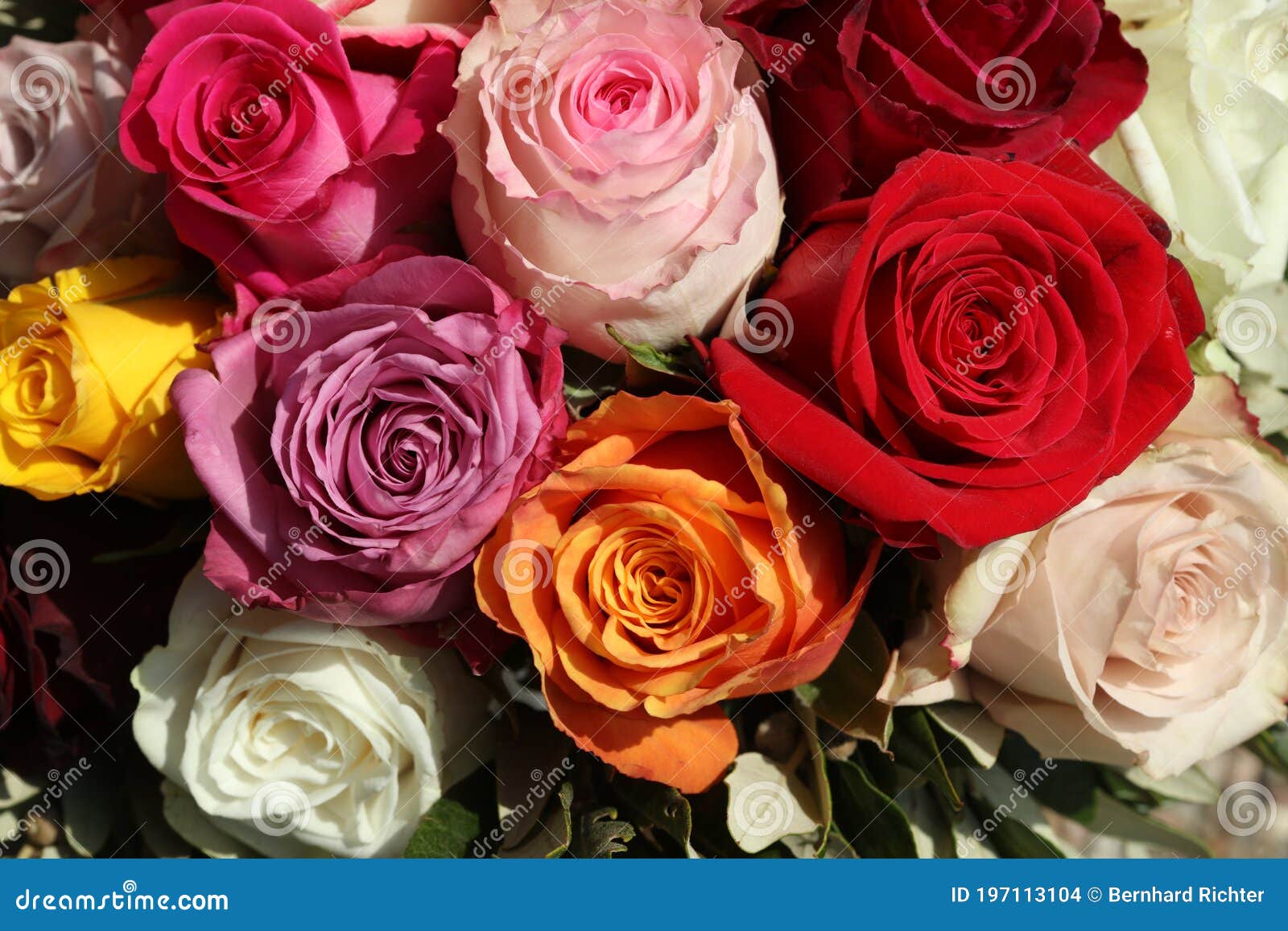 A Bouquet of Wonderful Different Colored Roses Stock Photo - Image of ...