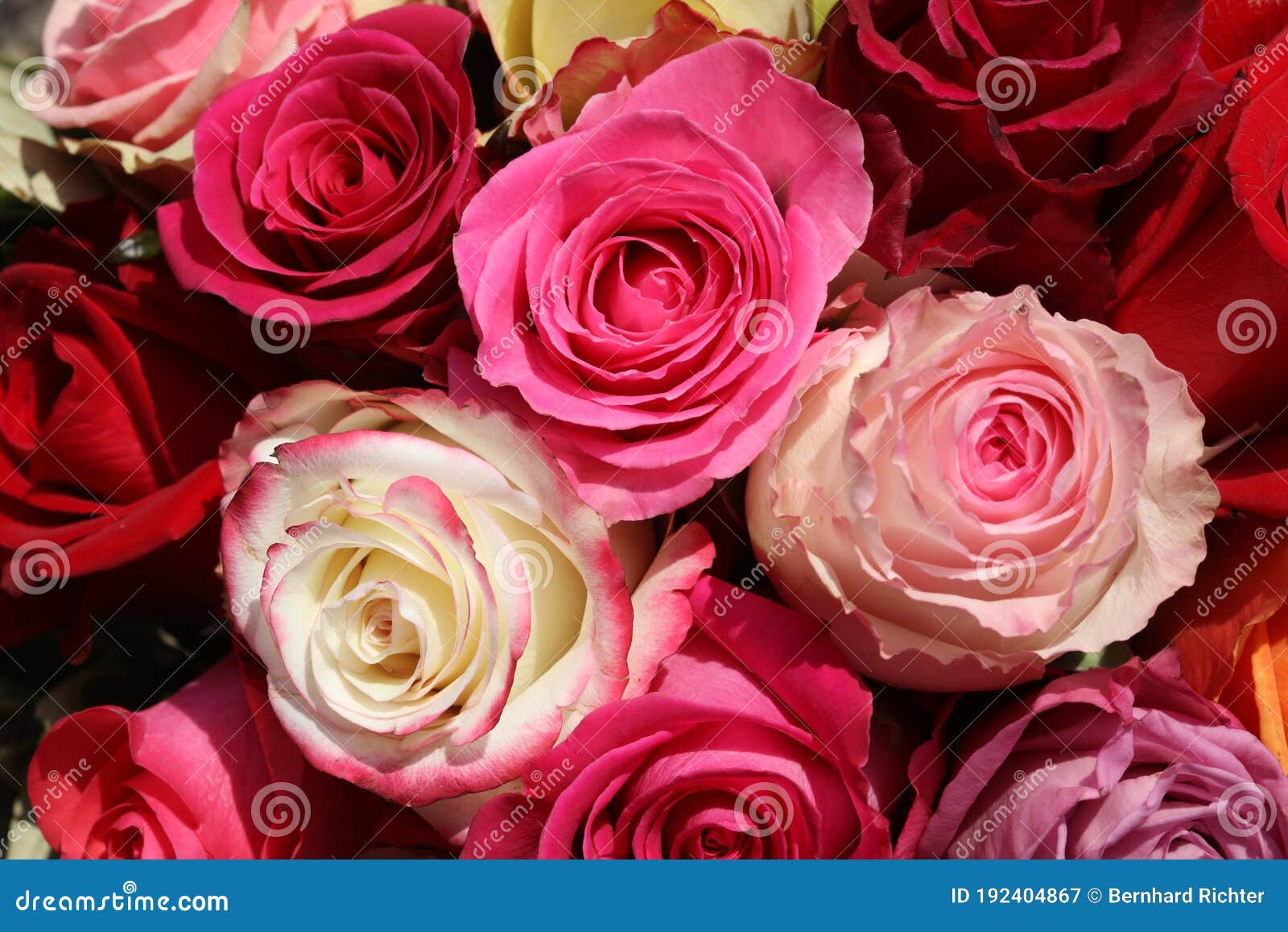 A Bouquet of Wonderful Different Roses Stock Image - Image of colors ...