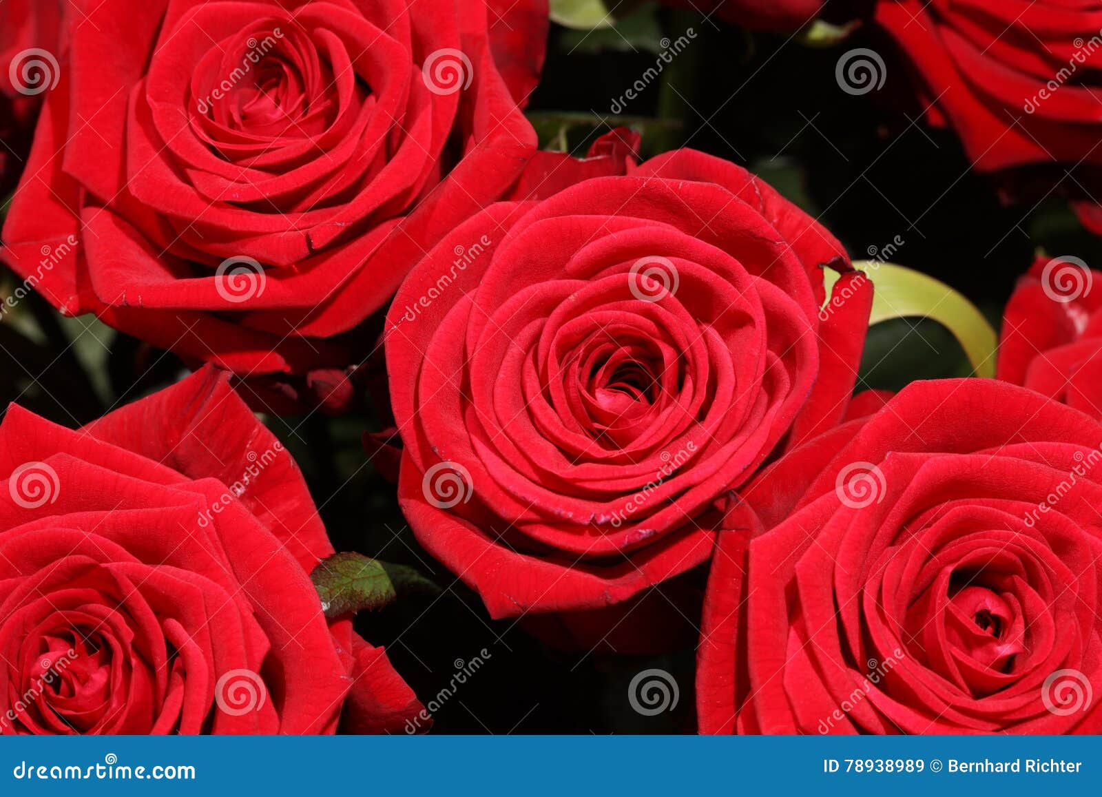 Bouquet of Wonderful Red Roses Stock Image - Image of dating, fashion ...