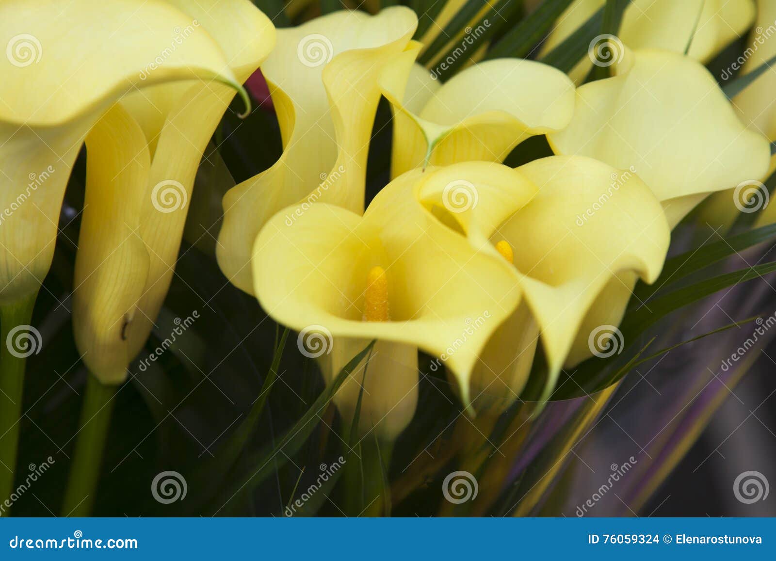 Bouquet of Yellow Calla Lilies. Stock Photo - Image of multi, ornament ...