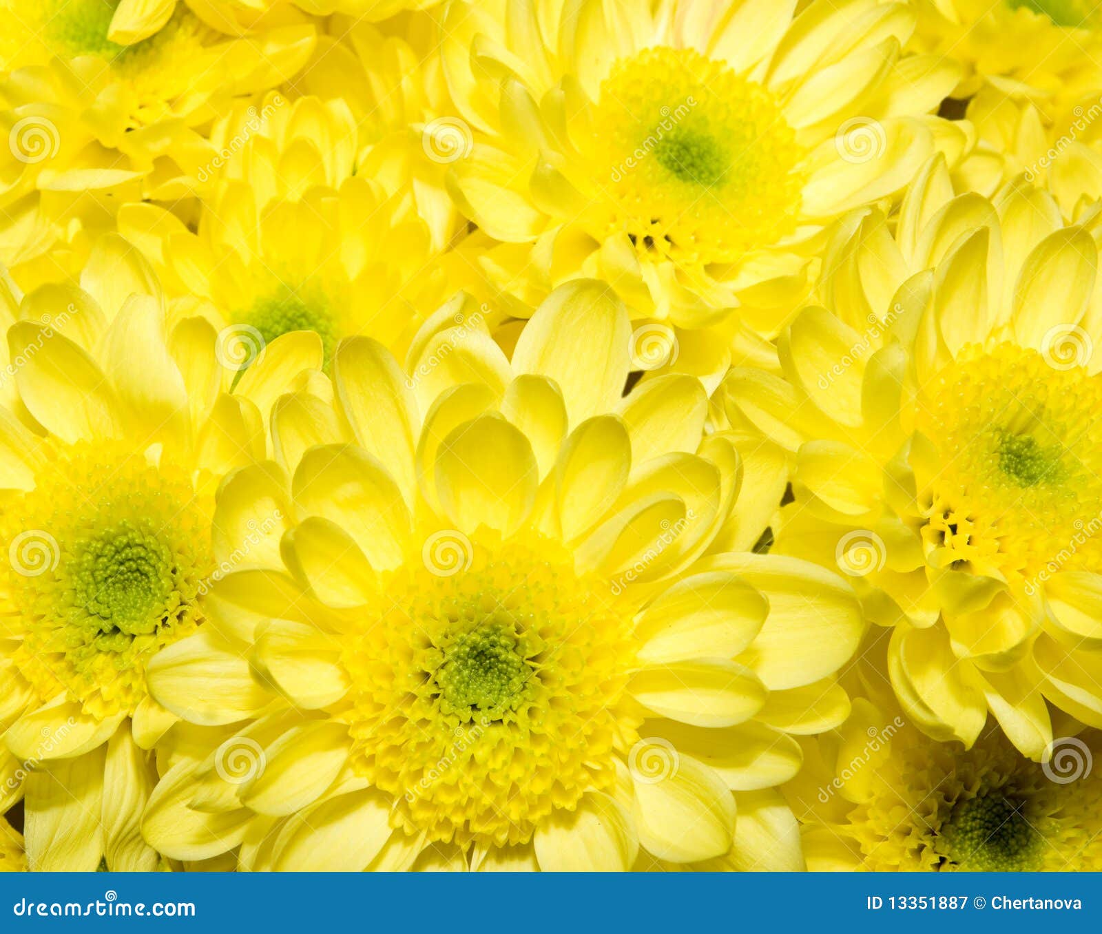 Bouquet Of Yellow Chrysanthemums Royalty Free Stock Photography - Image ...