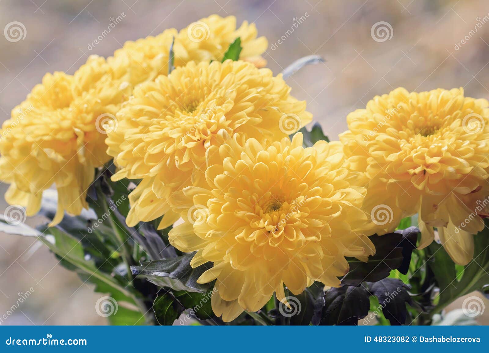 Bouquet of Yellow Chrysanthemums Stock Photo - Image of autumn, bouquet ...