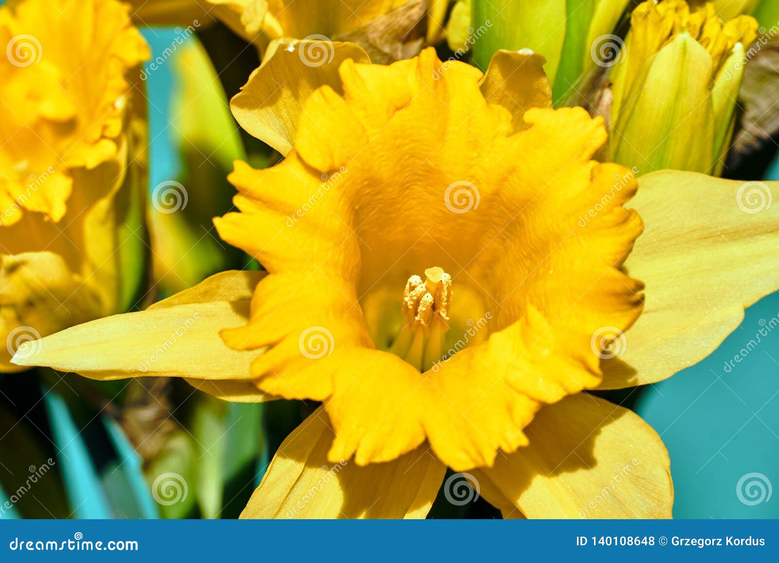 A Bouquet of Yellow Daffodil in Spring Stock Photo - Image of petal ...