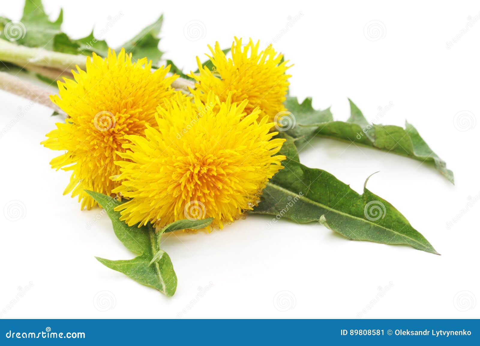 Bouquet of Yellow Dandelions. Stock Image - Image of beauty, aroma ...
