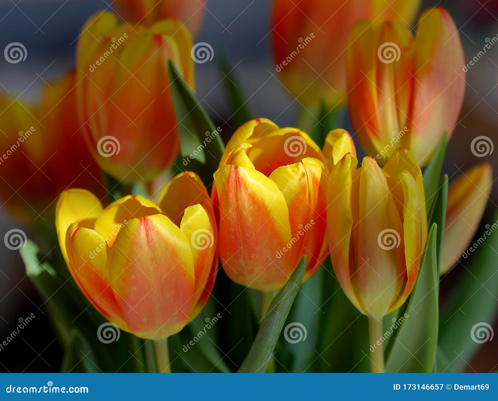 Tulips Side Of Lake Lugano, Switzerland Royalty-Free Stock Image ...