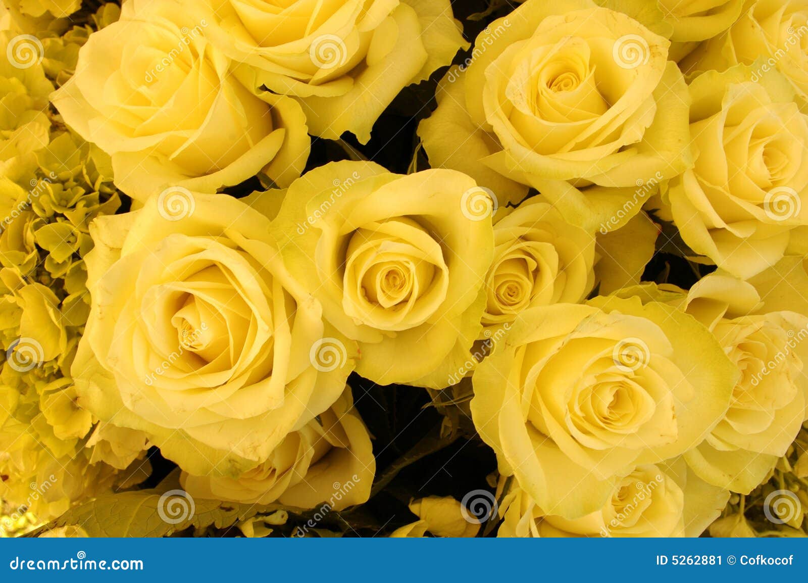 Bouquet of yellow roses stock image. Image of leaves, head - 5262881