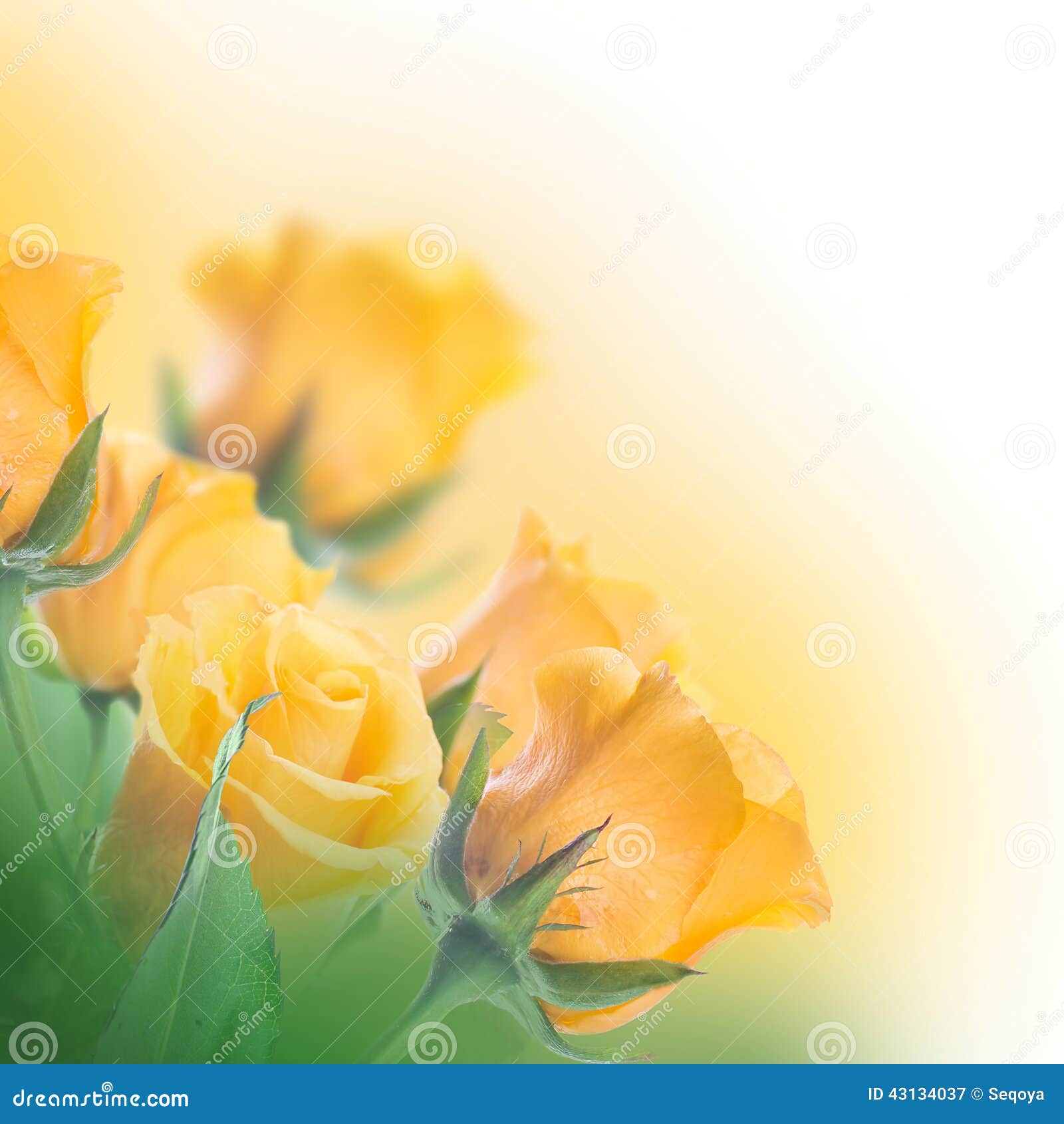 Yellow Roses On A Background Of A Street With Trees And Sky. Sun Stock ...