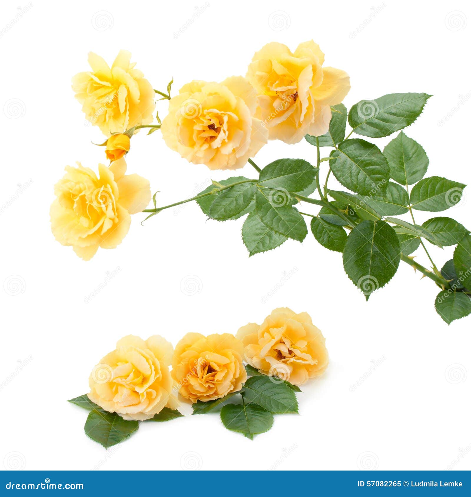 Bouquet of yellow roses stock image. Image of anniversary - 57082265