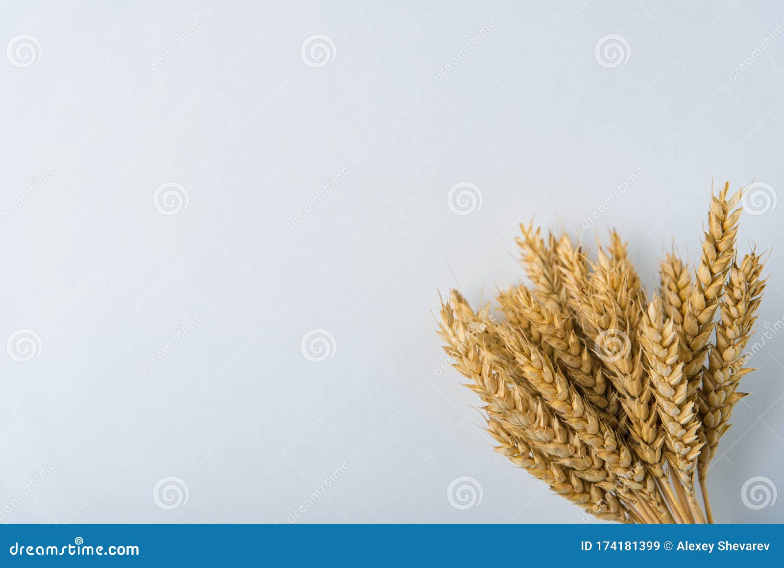 Bouquet of Yellow Rye on a White Background Stock Image - Image of ...