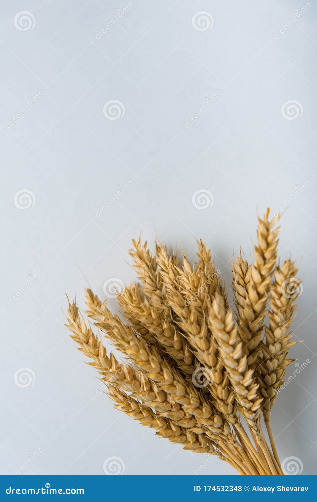 Bouquet of Yellow Rye on a White Background Stock Photo - Image of ...