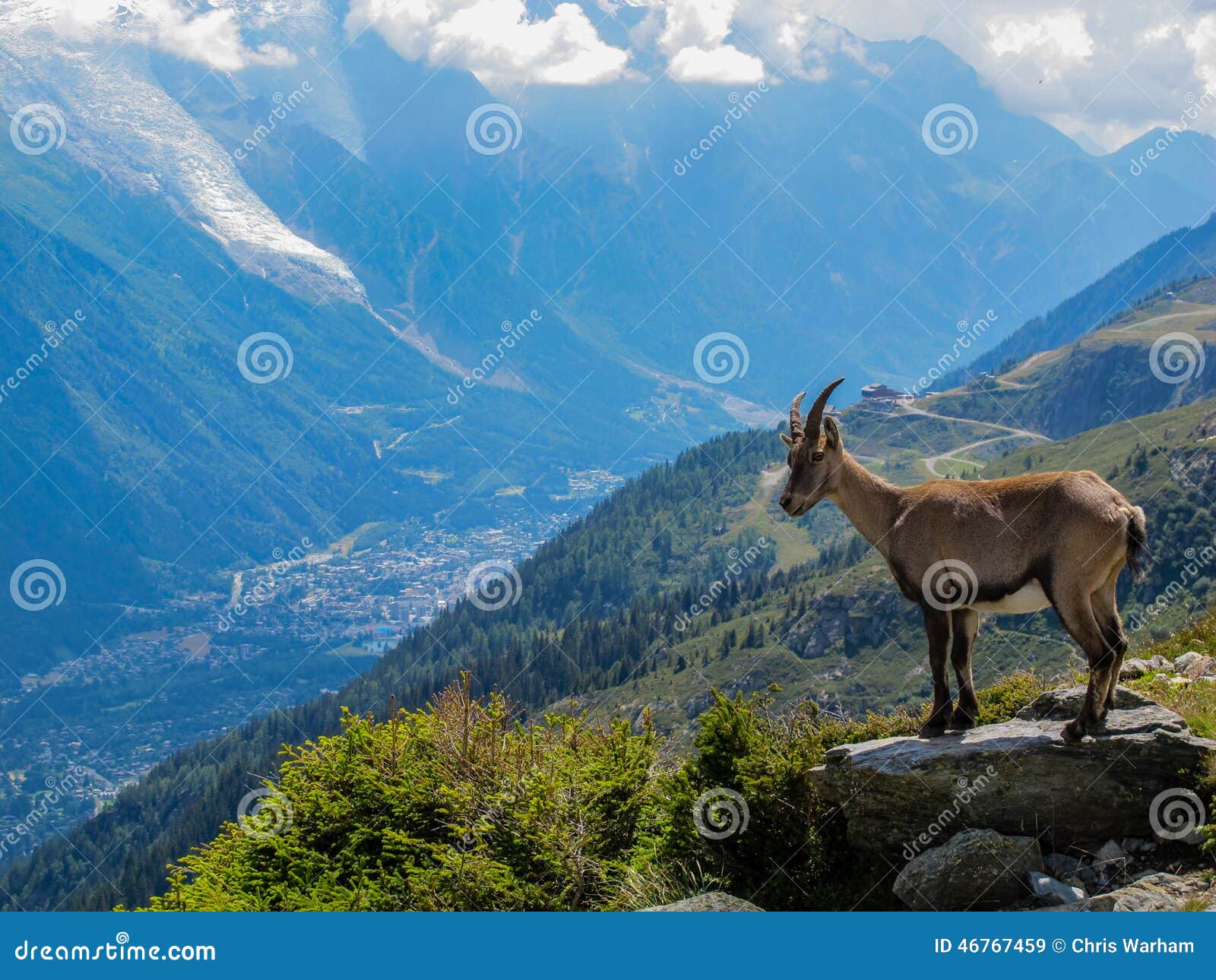 Bouquetin (or Ibex) Looking Down at the Chamonix Valley Stock Image ...