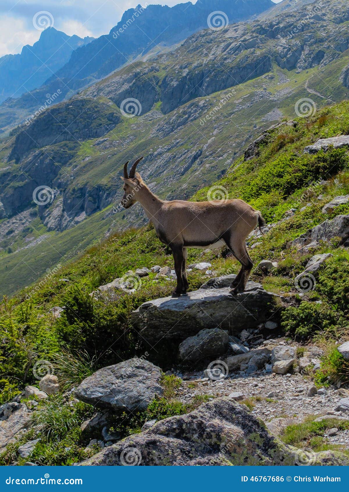 Bouquetin (or Ibex) Looking Down at the Chamonix Valley Stock Photo ...