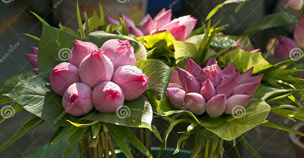 Bouquets of Lotus Buds stock photo. Image of pink, fuchsia - 19877766
