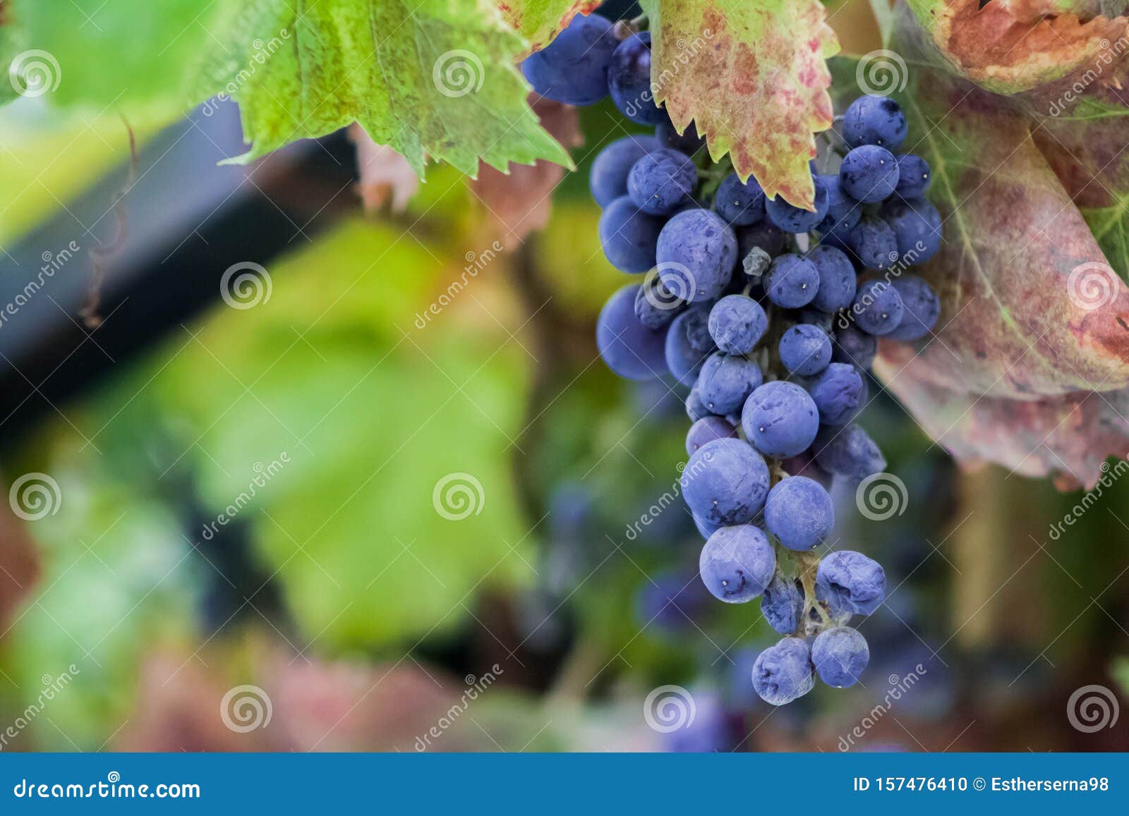 Bouquets of Old Grapes on a Plant Stock Photo - Image of background ...