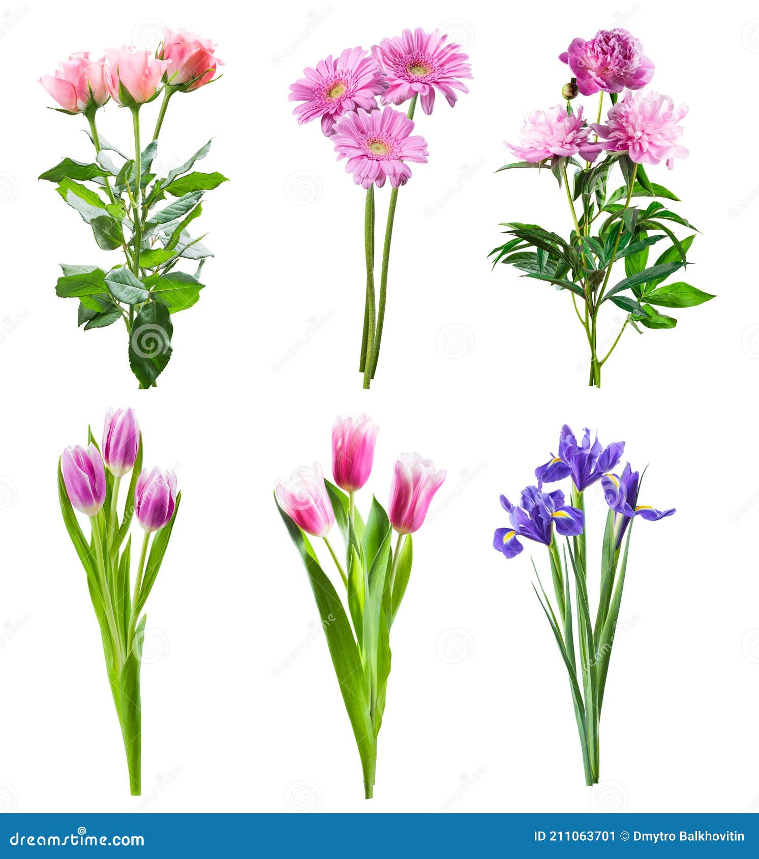 Bouquets from Spring Flowers Isolated Stock Image - Image of design ...