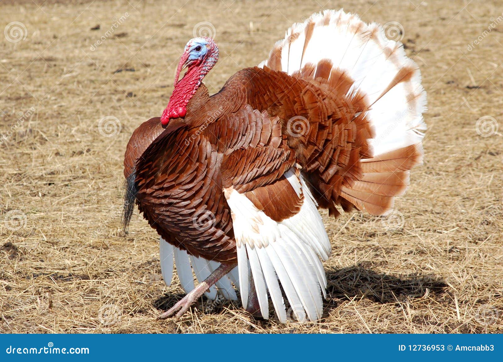Bourbon red turkey stock image. Image of farm, strut - 12736953