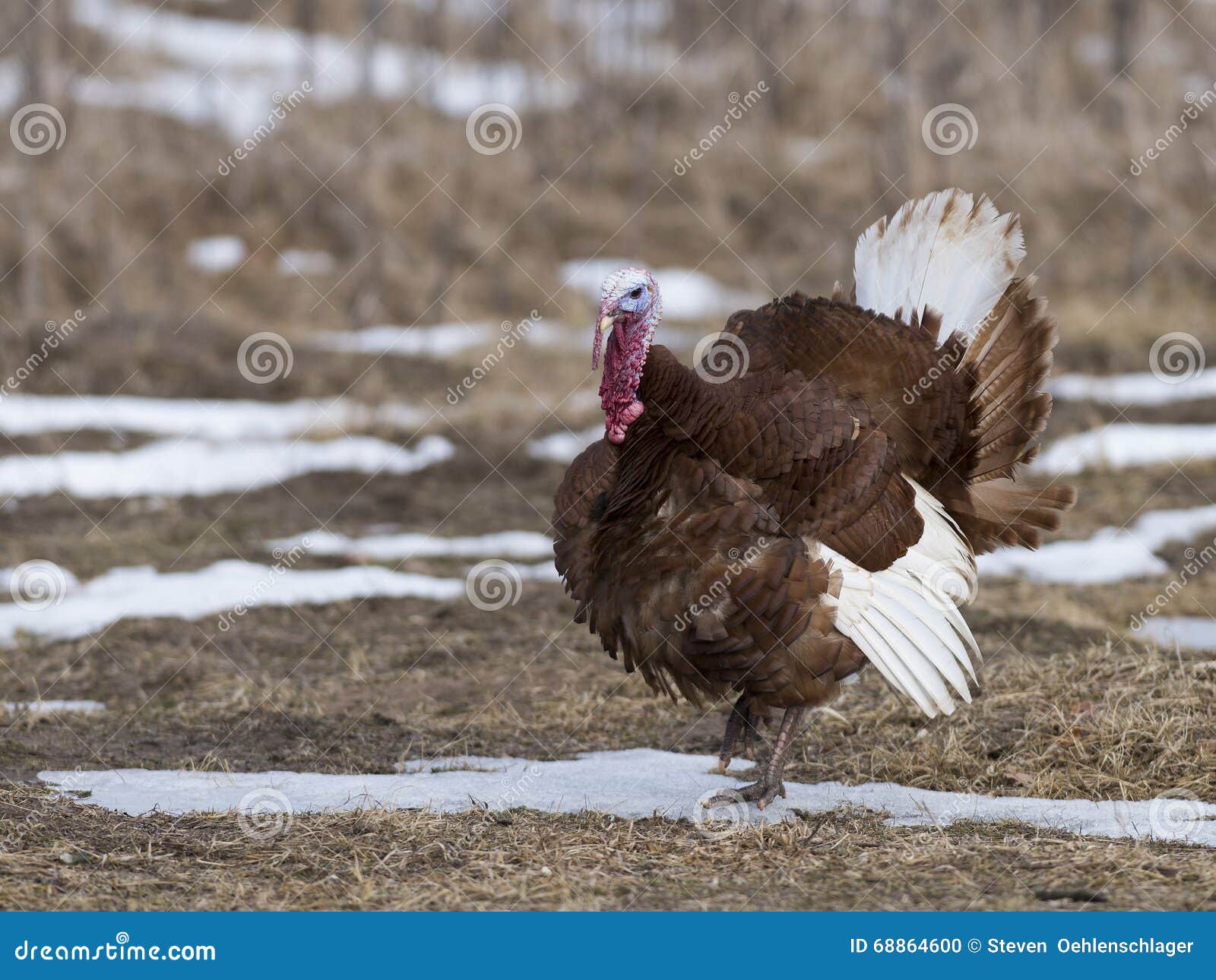 Bourbon Red Turkey stock photo. Image of bourbon, strut - 68864600