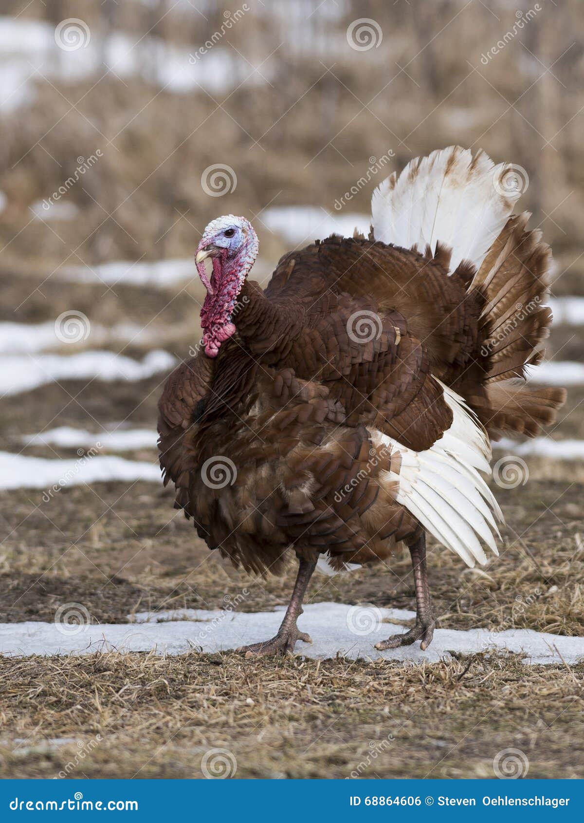 Bourbon Red Turkey stock photo. Image of turkey, gobble - 68864606