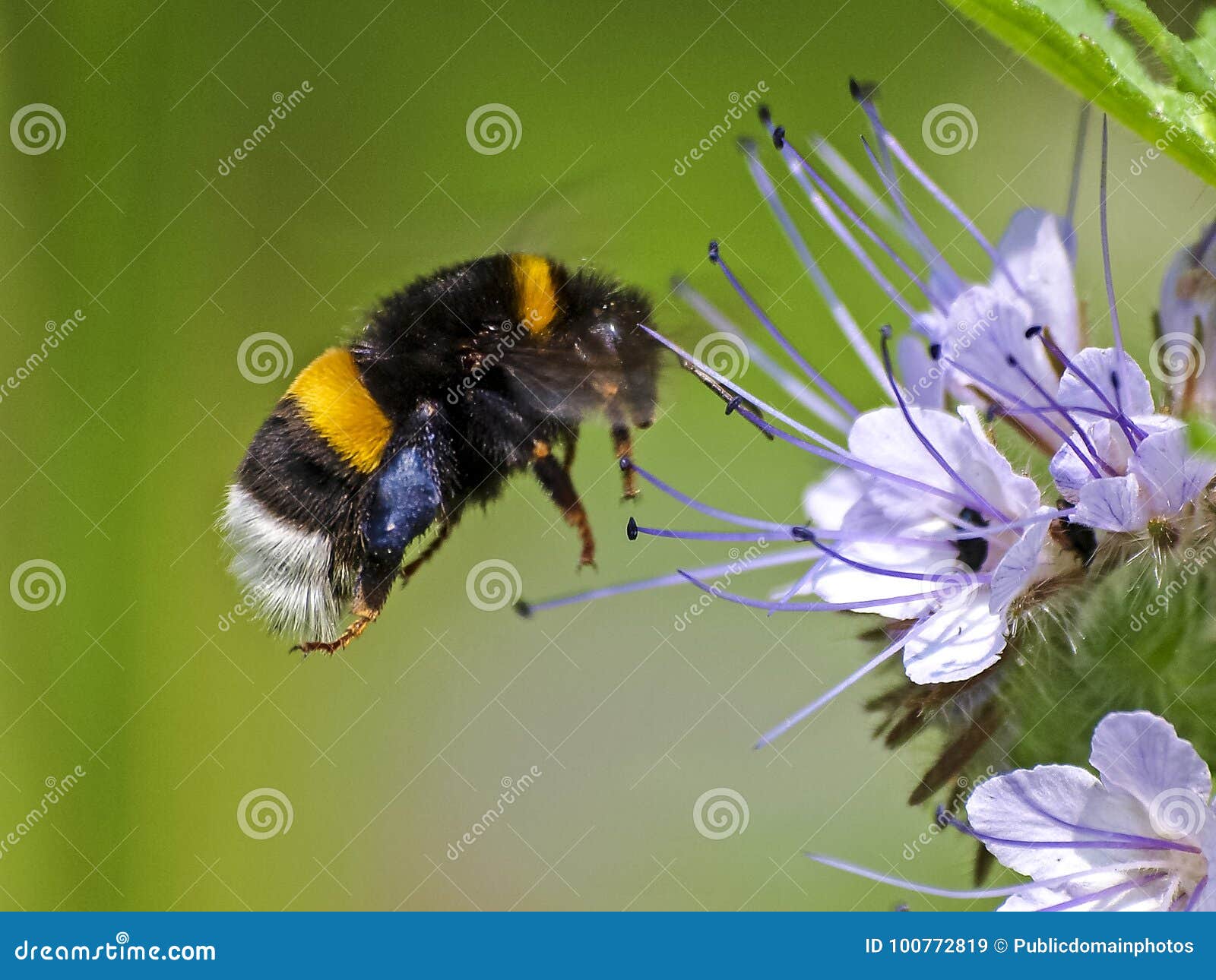 Bourdon, Insecte, Abeille, Honey Bee Image. Image: 100772819