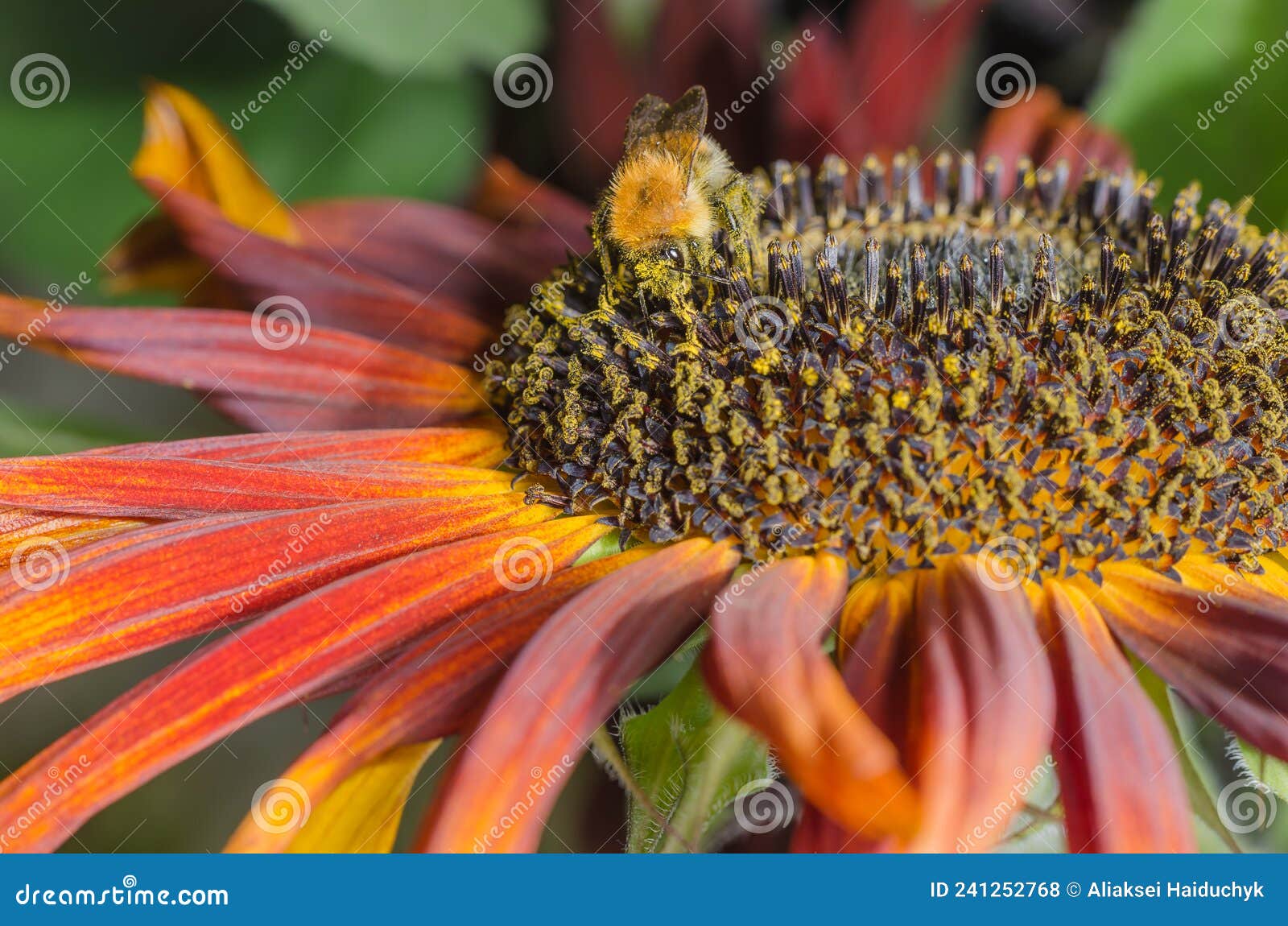 Bourdon Rampe Sur Une Grande Fleur Rouge Photo stock - Image du fleur ...