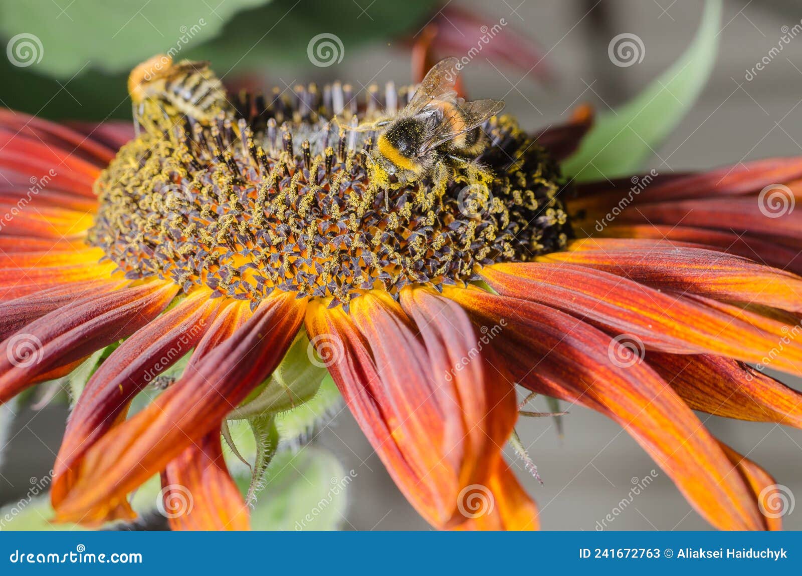 Bourdon Rampe Sur Une Grande Fleur Rouge Image stock - Image du ...