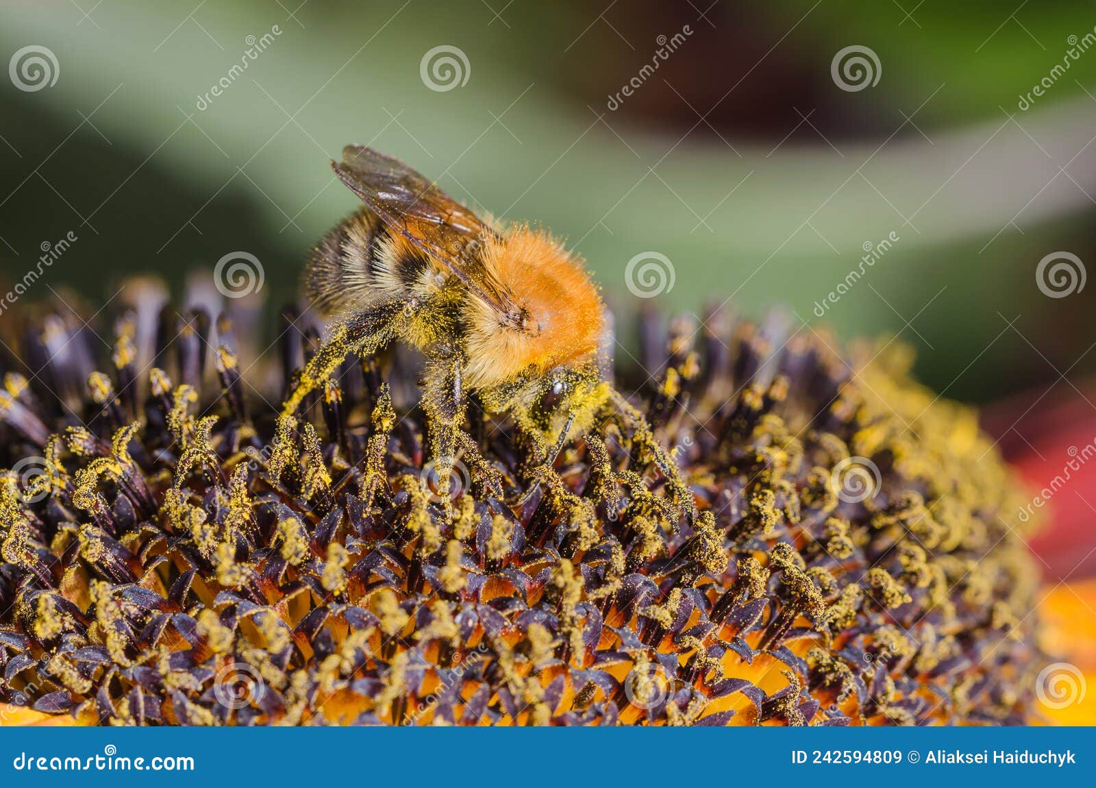 Bourdon Rampe Sur Une Grande Fleur Rouge Image stock - Image du fond ...