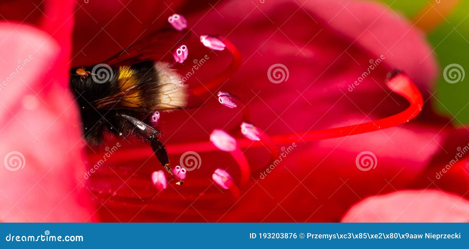 Bourdon Sur La Fleur Rhododendron Rouge Photo stock - Image du faune ...
